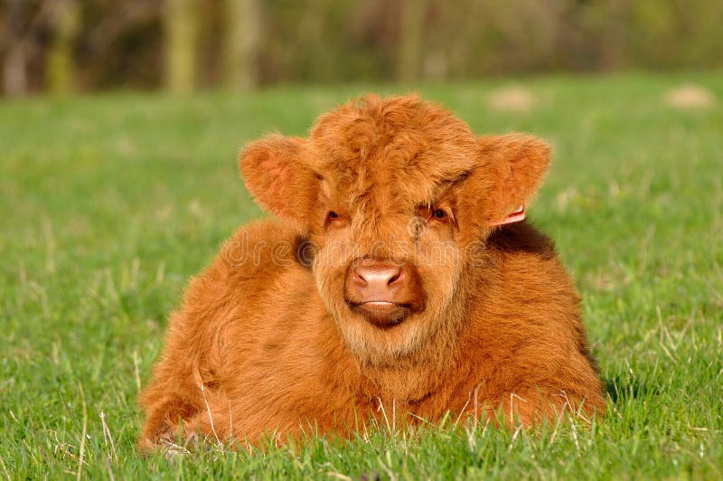Cow and Cute Calf of Highland Cattle Stock Image - Image of cute ...
