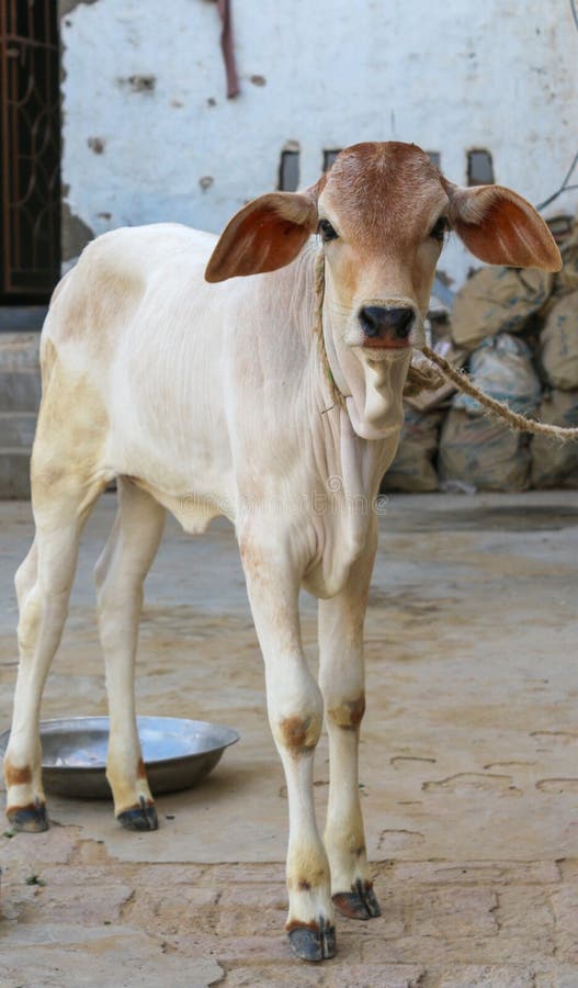 Cute Calf Looking at Camera. Stock Image - Image of sheep, pasture ...