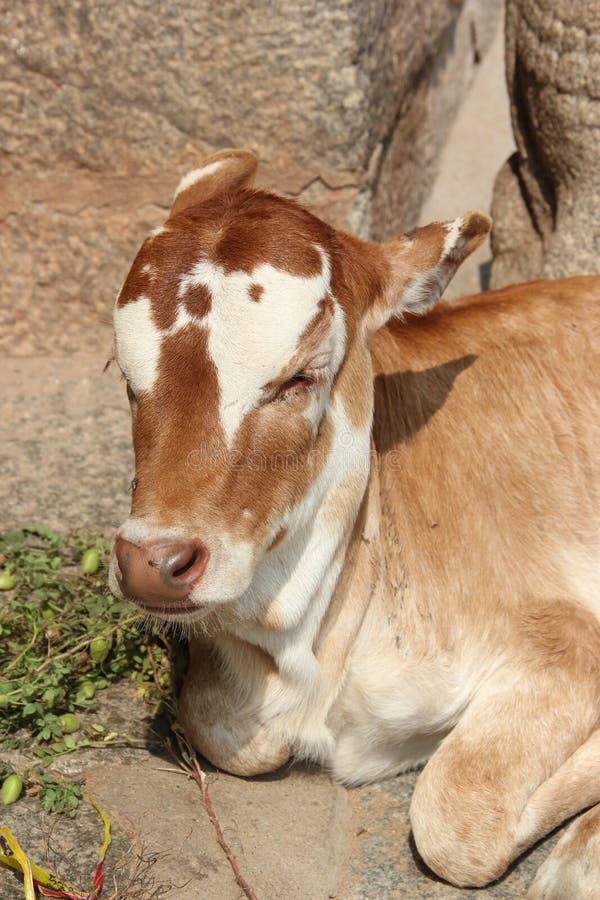 Cute Calf Resting in Sunshine Stock Photo - Image of calf, natural ...