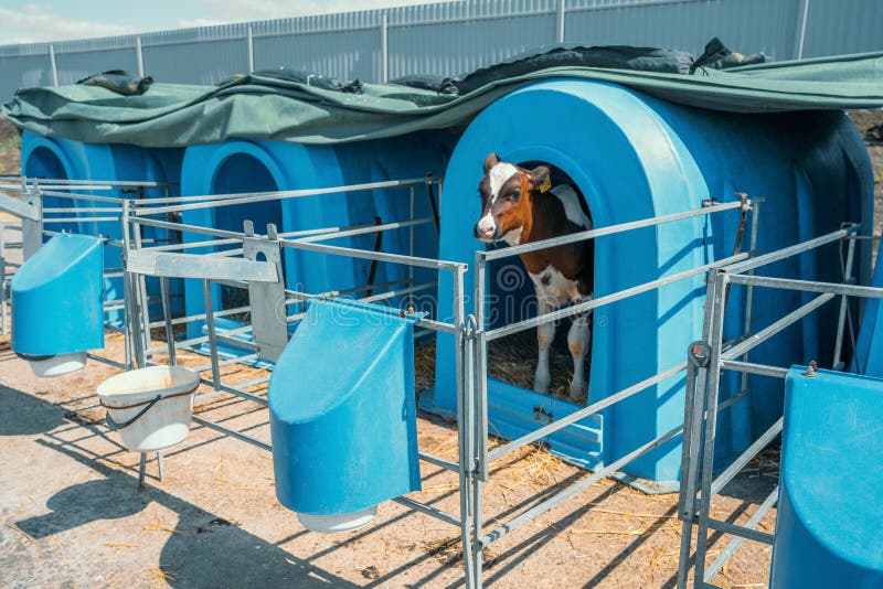 108 Cow Boxes Photos - Free & Royalty-Free Stock Photos from Dreamstime