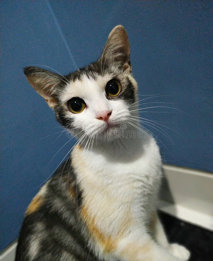 Cute calico cat stock image. Image of nature, animal - 209835873