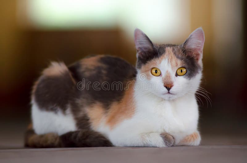 Cute calico cat stock image. Image of orange, attractive - 76890221