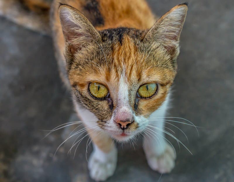 Cute calico cat stock image. Image of blemish, portrait - 119267879