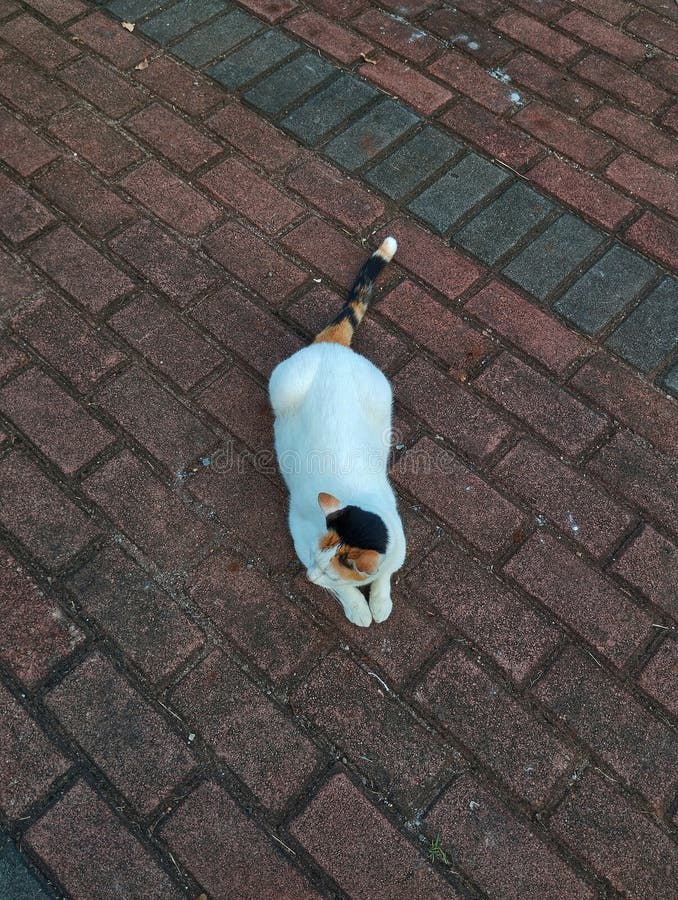 Cute Calico Cat is Lying Alone on a Yard of Paving Blocks. Close Up ...