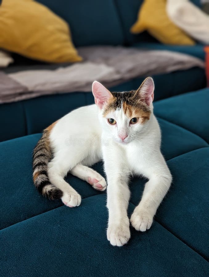 Cute Calico Cat on Petrol Blue Sofa Stock Image - Image of cozy, calico ...