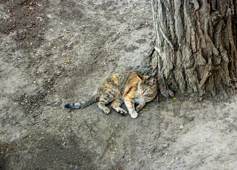 Cute Calico Cat Resting on Ground from Above View Stock Photo - Image ...