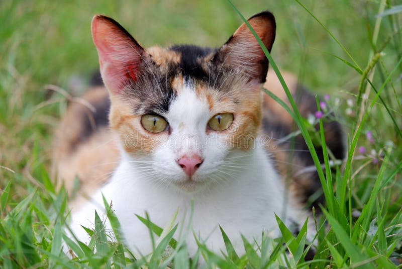 A Cute Calico Cat Sitting in Green Grass Field in Outdoor Stock Image ...