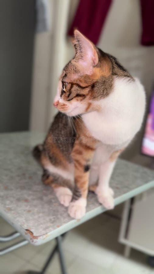 A Cute Cat Sitting on a Table in a Friendly Atmosphere Stock Footage ...