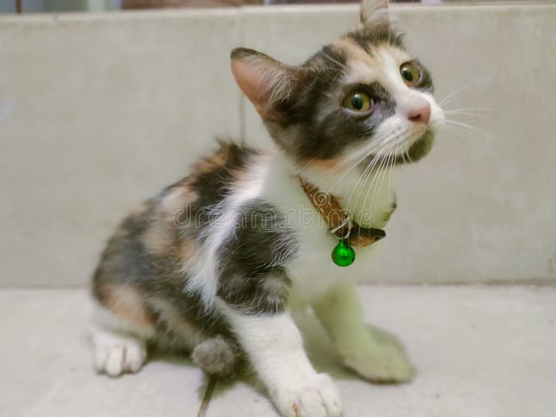 Cute Calico Kitten Cat stock image. Image of animal - 200346751