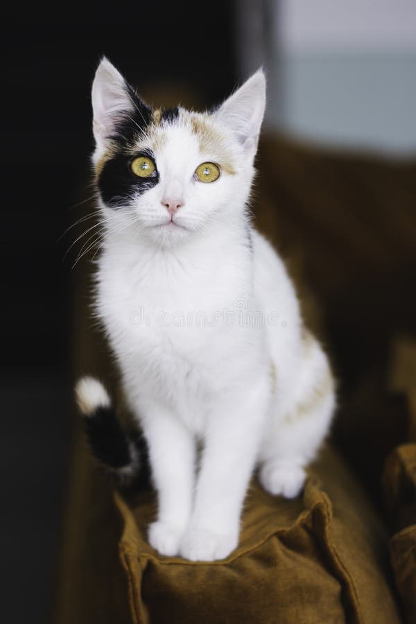 Cute Calico Kitten Sitting on Top of a Velvet Couch Stock Photo - Image ...