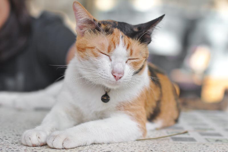 Calico Cat, Cute Tortoiseshell Cat Sleeping Stock Image - Image of ...