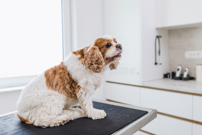 Cute calm dog at vet stock photo. Image of puppy, examination - 376192038