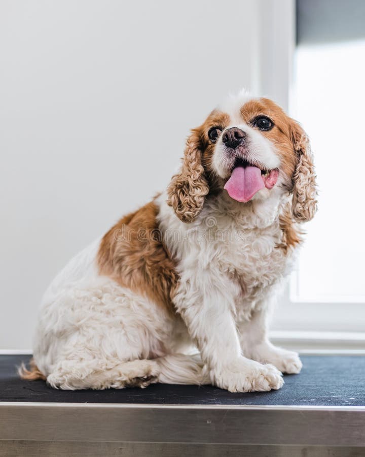 Cute calm dog at vet stock image. Image of occupation - 376192065