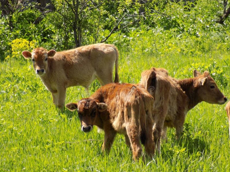 Cute calves on the field stock image. Image of plant - 322028087