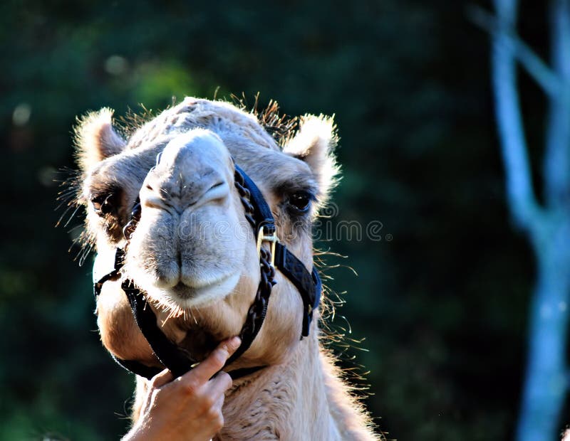 Cute camel stock photo. Image of nostril, look, color - 23317356