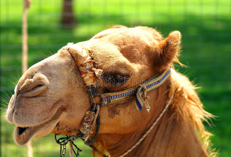 Cute camel stock image. Image of vacation, mammalian, colors - 2906045