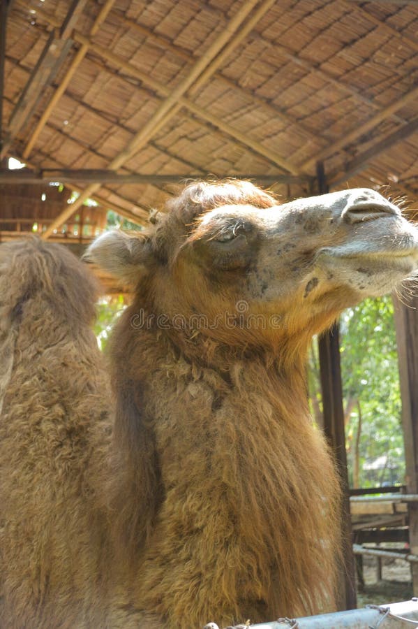 Cute camel stock image. Image of emirates, cute, camel - 103444511