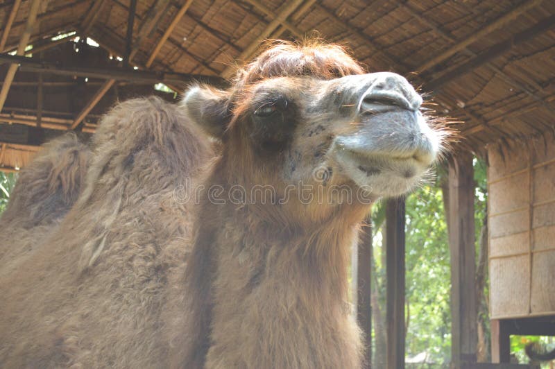 Cute camel stock image. Image of nature, thailan, camel - 103444459