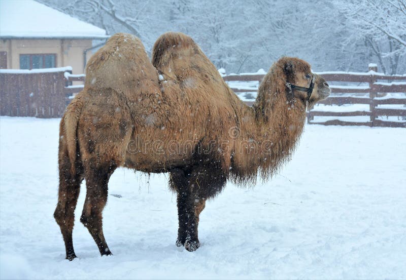 Cute Camel Standing on the Snowy Ground Stock Photo - Image of nature ...