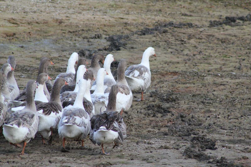 Cute Canard Flottant Sur L'animal Du Lac Image stock - Image du ...