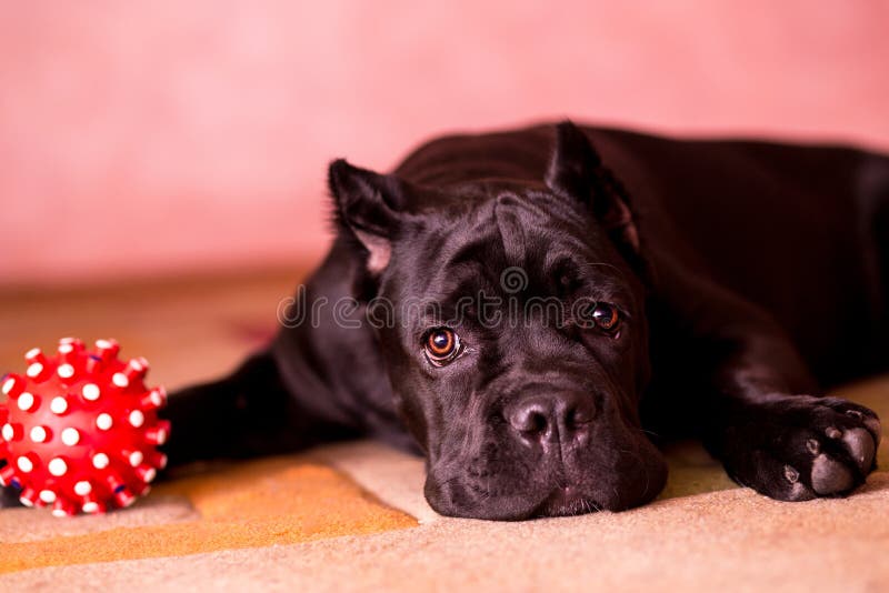 Cute Cane Corso stock image. Image of canine, beautiful - 68973917