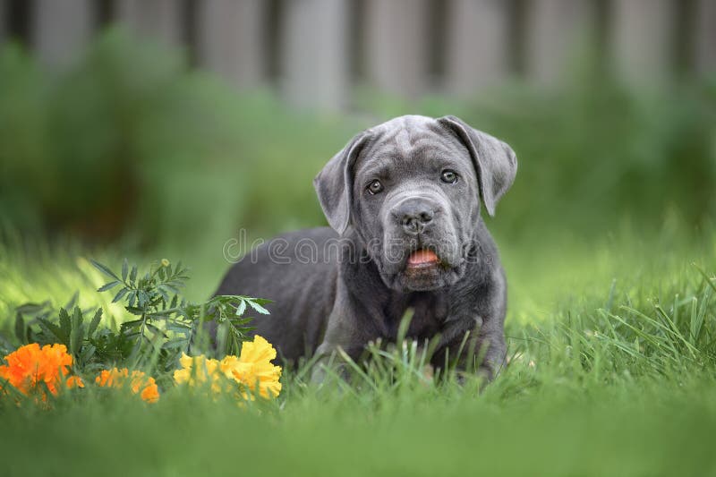Cute Cane Corso Puppy Lying on Grass in Summer Stock Photo - Image of ...
