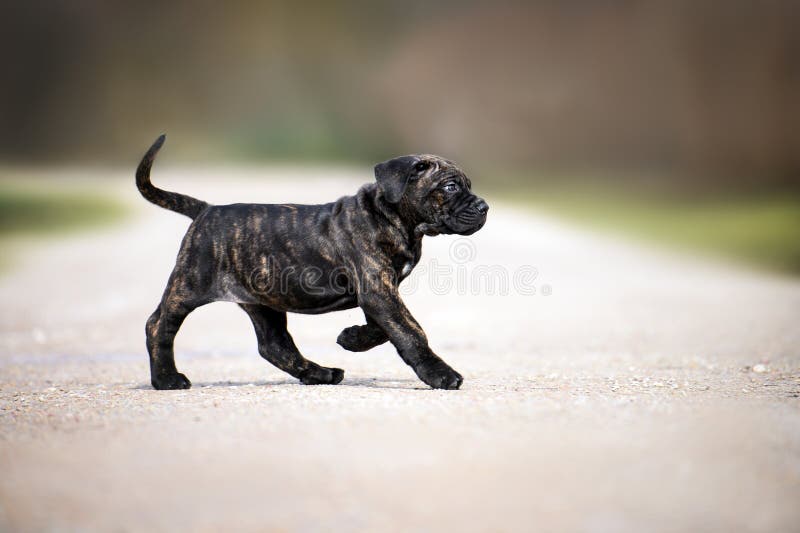 Cane Corso Puppy Walking Outdoors Stock Image - Image of canine, cane ...