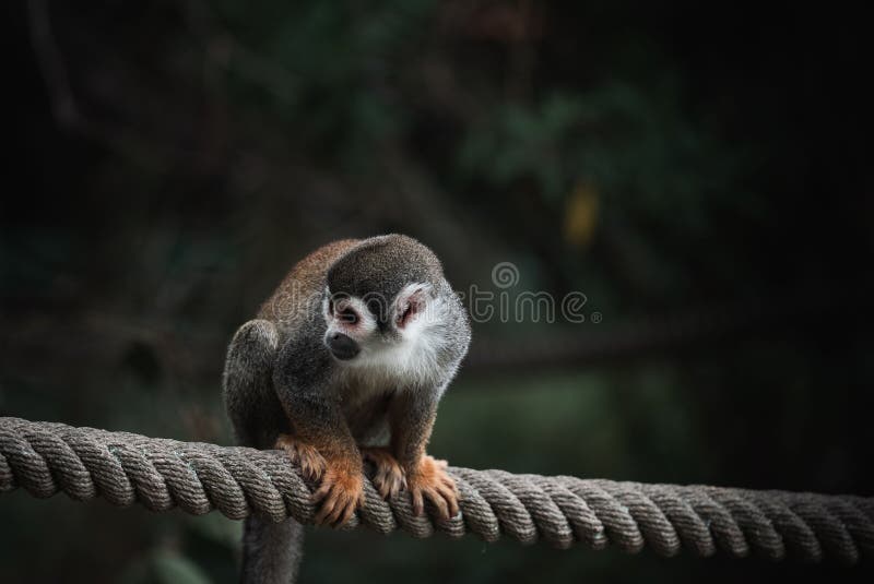 Cute Capuchin Monkey on a Cable Wire Against a Blurry Background Stock ...