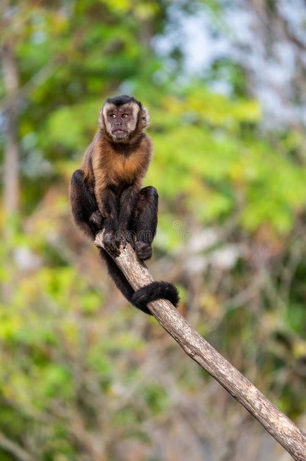 Capuchin Monkey at the Top of a Branch Stock Image - Image of climbing ...