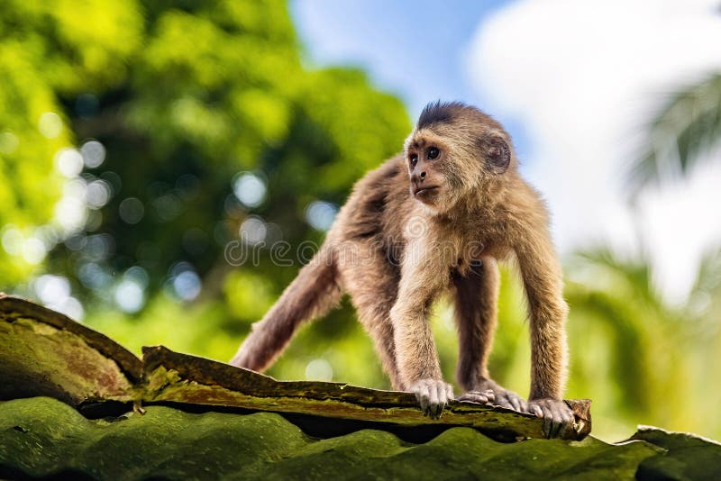 Cute Capuchin Monkey Sketch Hand Drawn Realistic Style Vector ... Cute Capuchin Monkey Sketch Hand Drawn Realistic Style Vector ...