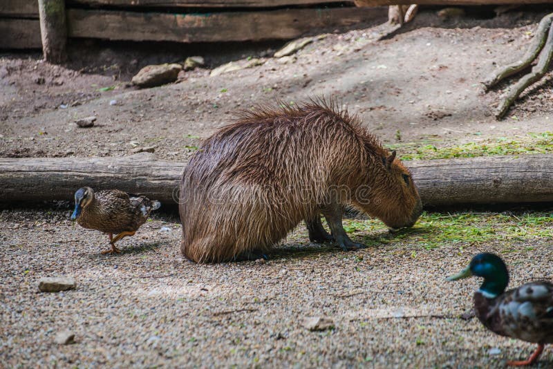 Cute Capybara Animal among the Ducks Stock Photo - Image of capybara ...
