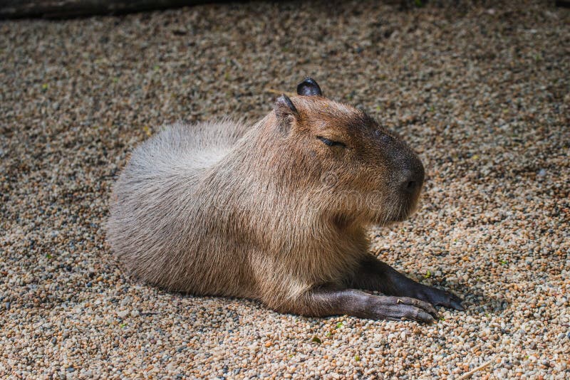 A Capybara Sleeping On Bare Ground. Stock Image - Image of wildlife ...