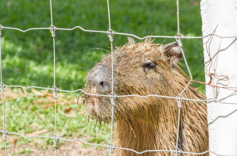 Cute Capybara in Cage at Public Zoo Stock Photo - Image of grass ...