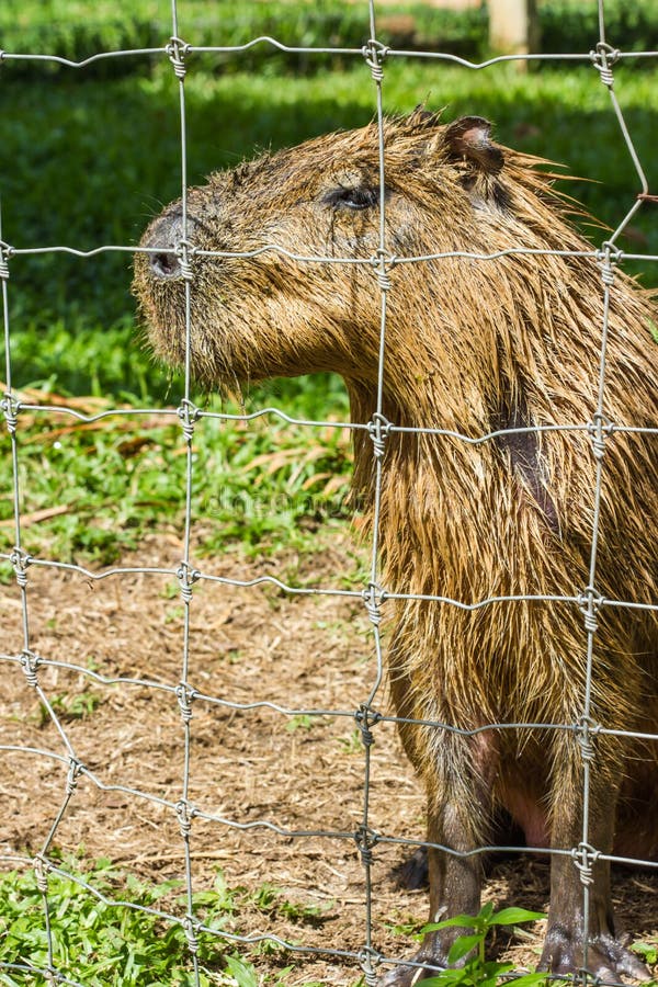 Cute Capybara in Cage at Public Zoo Stock Image - Image of tropical ...