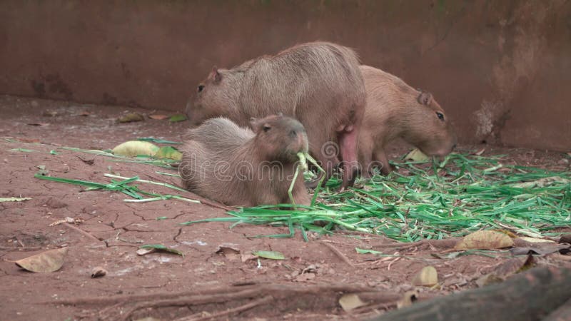 Cute capybara stock footage. Video of family, eating - 331922594