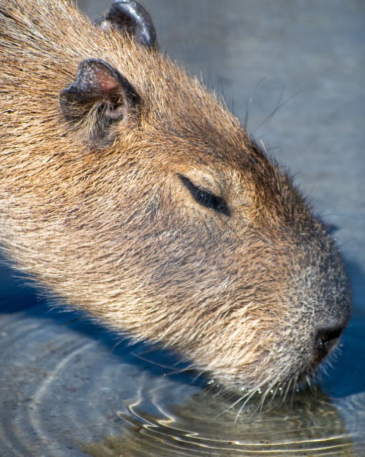 Drinking Capybara Stock Photos - Free & Royalty-Free Stock Photos from ...