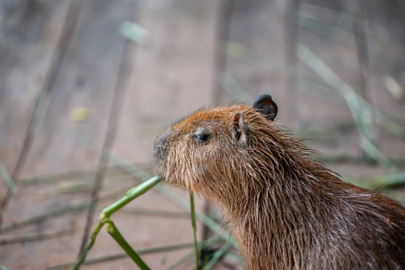 Cute Capybara in the Farm are Eating Grass Stock Photo - Image of ...