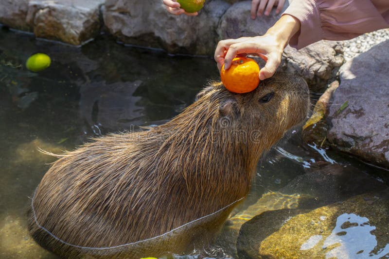 Farm, cute, capybara, bath stock image. Image of mammal - 234799447