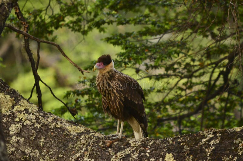 Cute Carancho Perched on a Tree Looking Straight Ahead Stock Image ...