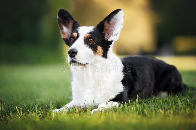 Cute Cardigan Welsh Corgi Dog Lying Down on Grass in Summer Stock Photo ...