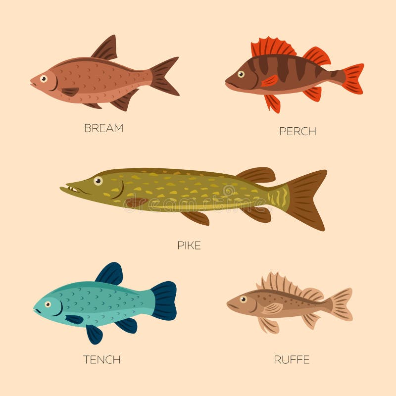 Tench Fish Stock Illustrations – 63 Tench Fish Stock Illustrations ...