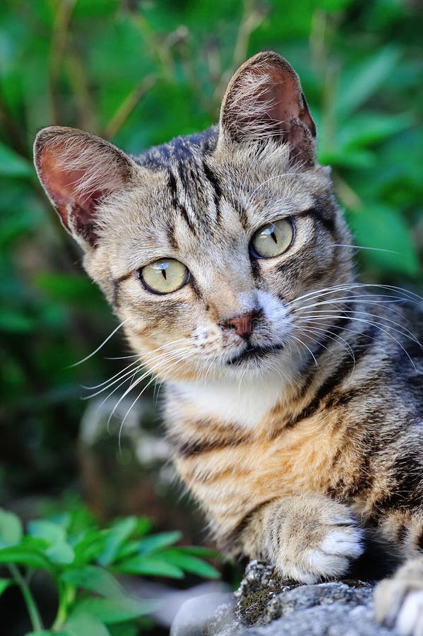 Cute Cat stock photo. Image of furry, cute, kitten, looking - 26938986