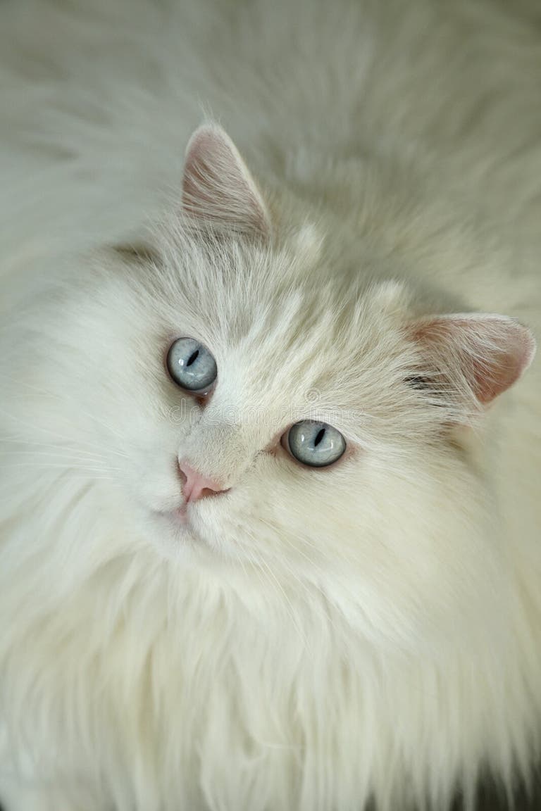 125 Target Cat Ears Kids Stock Photos - Free & Royalty-Free Stock ...