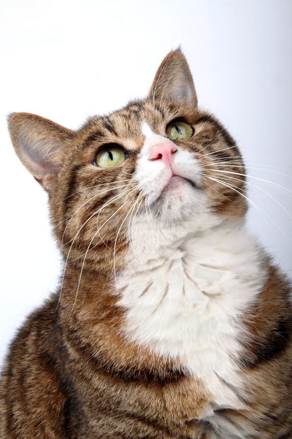 Cute cat. stock photo. Image of fluffy, meow, light, concentrate - 7192714