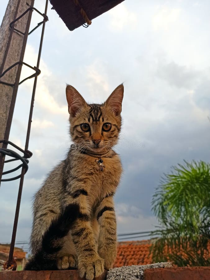 A CUTE CAT ACTION in MY TOP ROOFTOP Stock Image - Image of cute ...