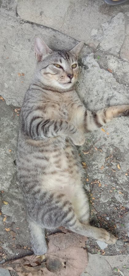 Cute Cat with Adorable Random Behavior Stock Image - Image of cute ...