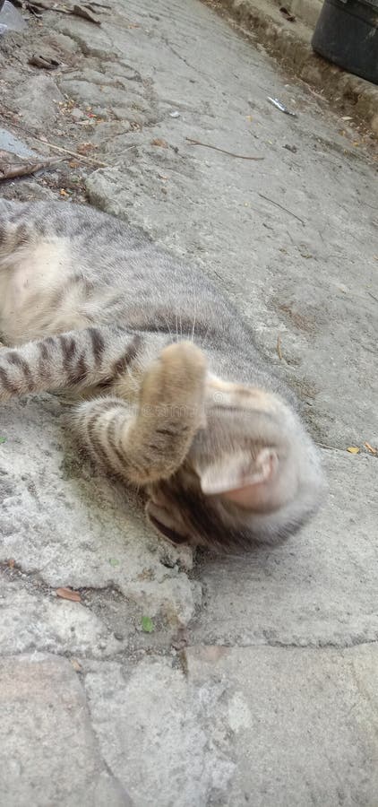 A Very Fat and Funny Pet Cat with Its Strange Behavior Stock Photo ...