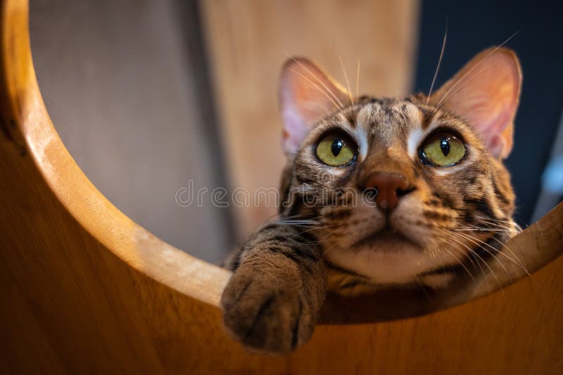 Cute cat alone is resting stock photo. Image of mammal - 241784852