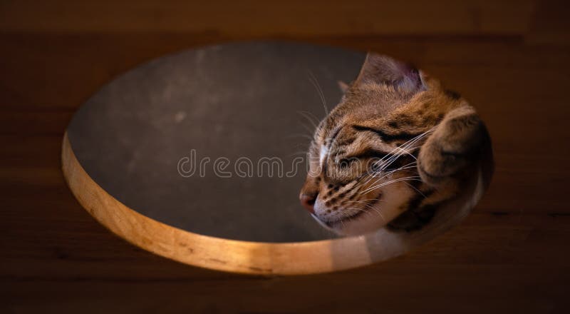 Cute cat alone is resting stock photo. Image of happy - 252208166