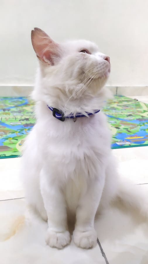 Cute cat amazing animal stock photo. Image of cute, animal - 221881616